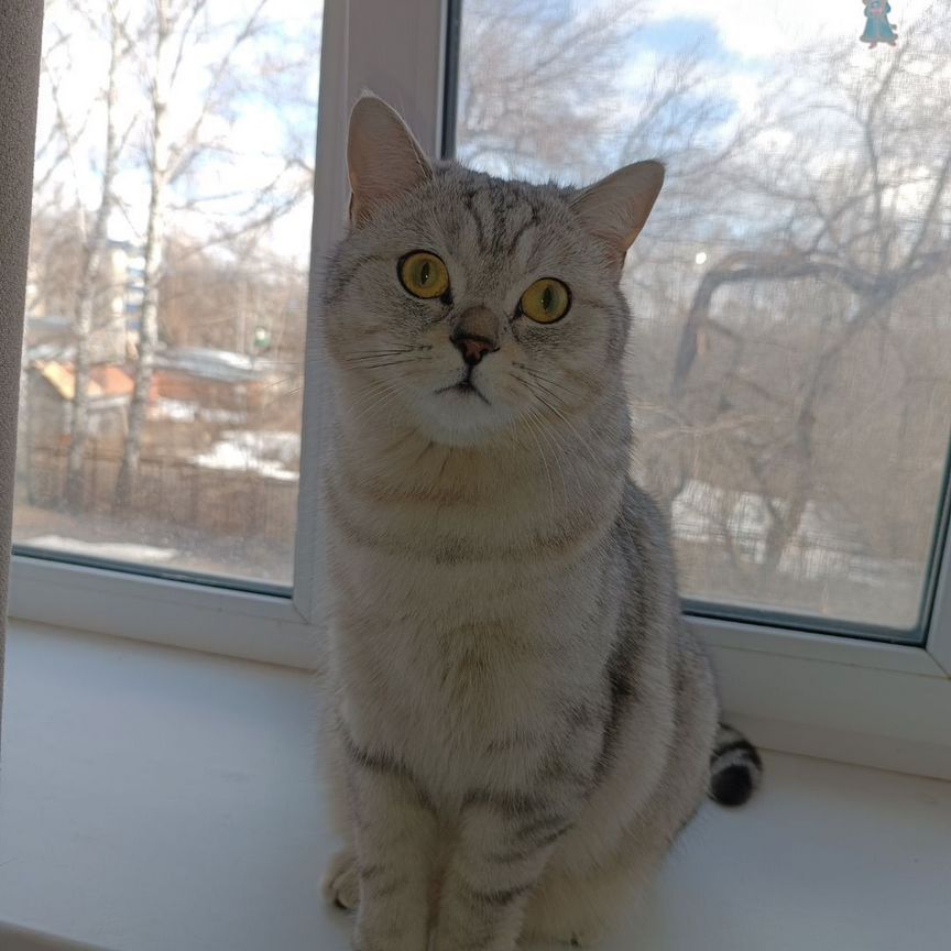 Шотландский кот