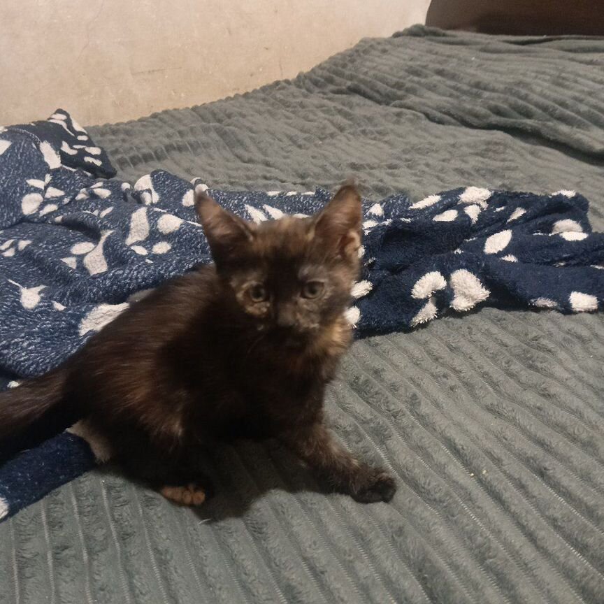 Котёнок в добрые руки