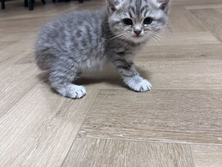 Шотладский котенок