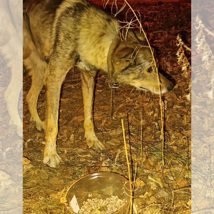 Взрослый пёс в добрые руки