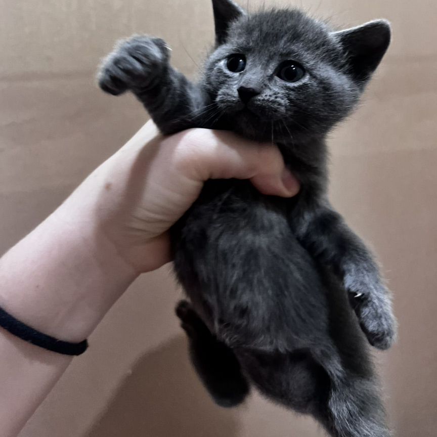 Шотландский вислоухий короткошёрстный котёнок