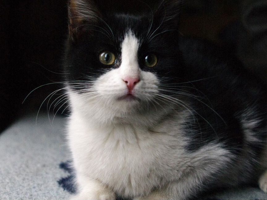Котенок в добрые руки
