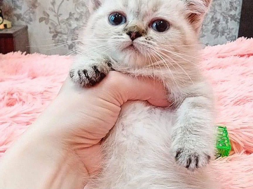 Шотландские котята колор-пойнт беби-фейс