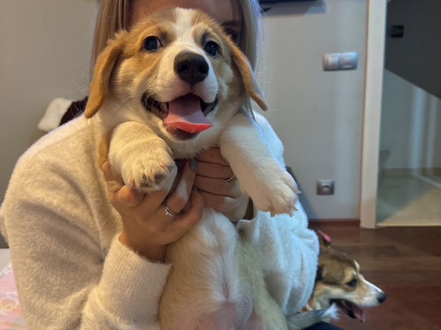 Щенок корги