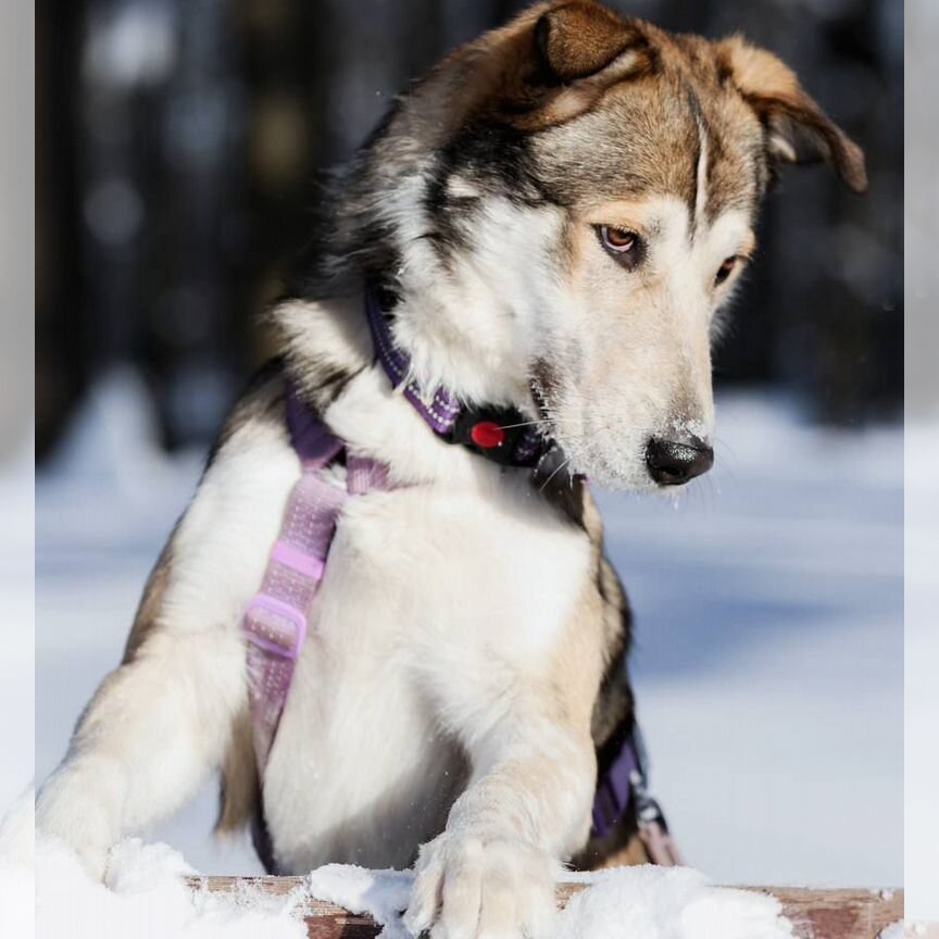 Взрослый пёс в добрые руки