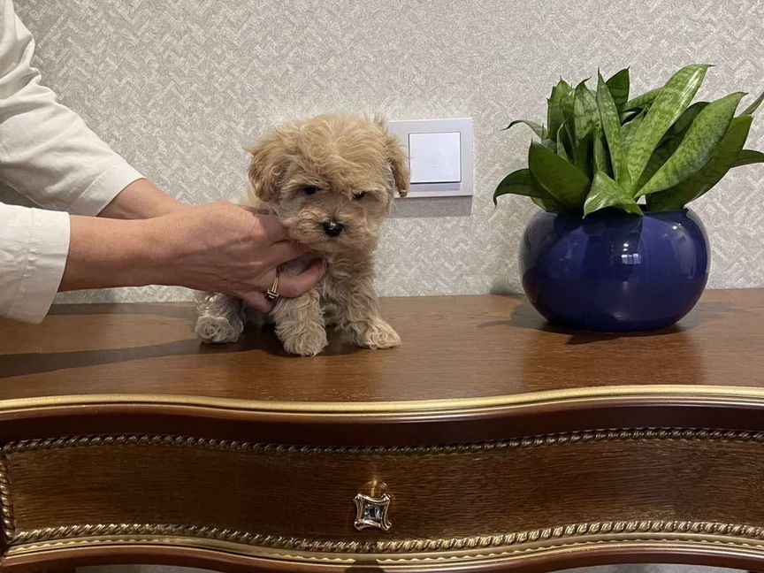 Мальтипу f1 мини