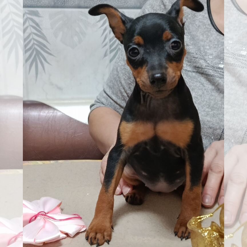 Цвергпинчер, щенок