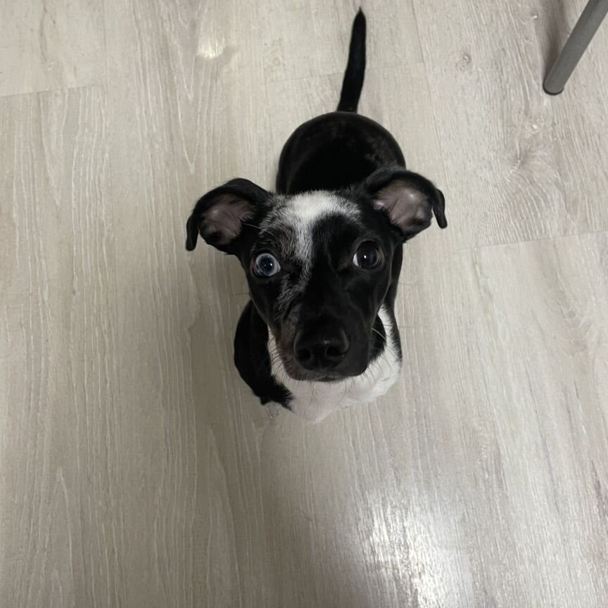 Щенок такса в добрые руки