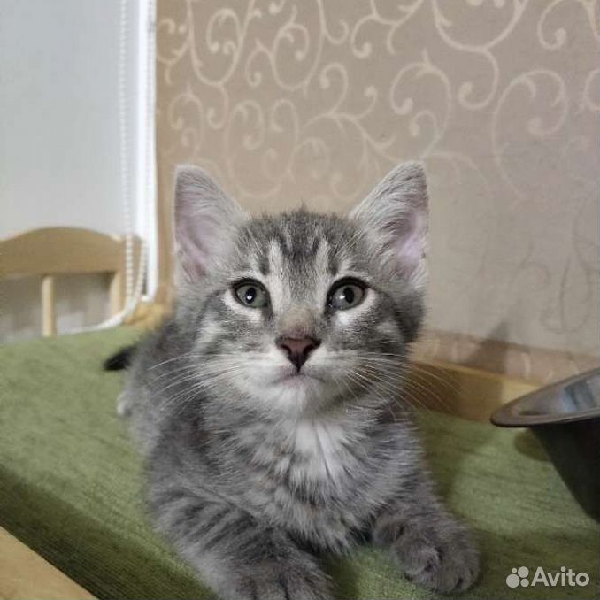 Котеночек в поиске дома