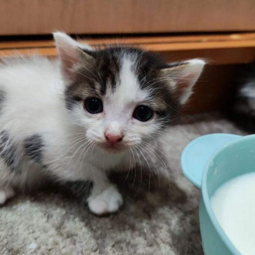Котёнок в добрые руки