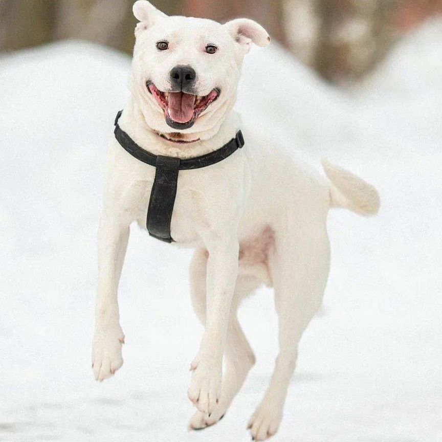 Белоснежный стафф в приюте ищет дом