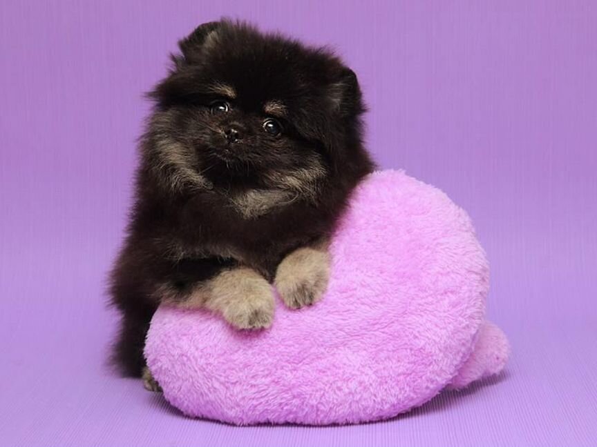 Померанский шпиц медвежьего типа девочка