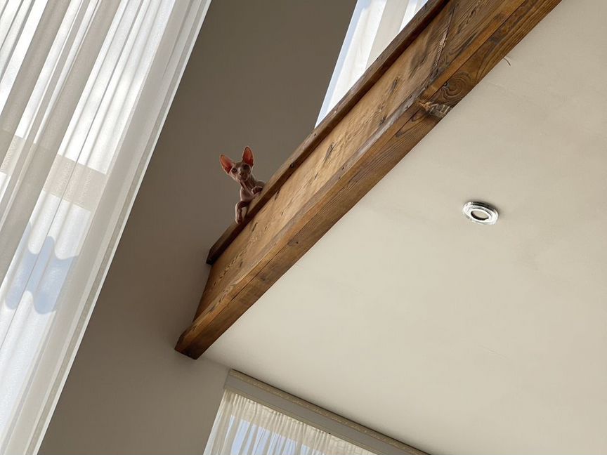 Канадский сфинкс девочка 8 месяцев