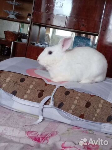 Декоративные кролики