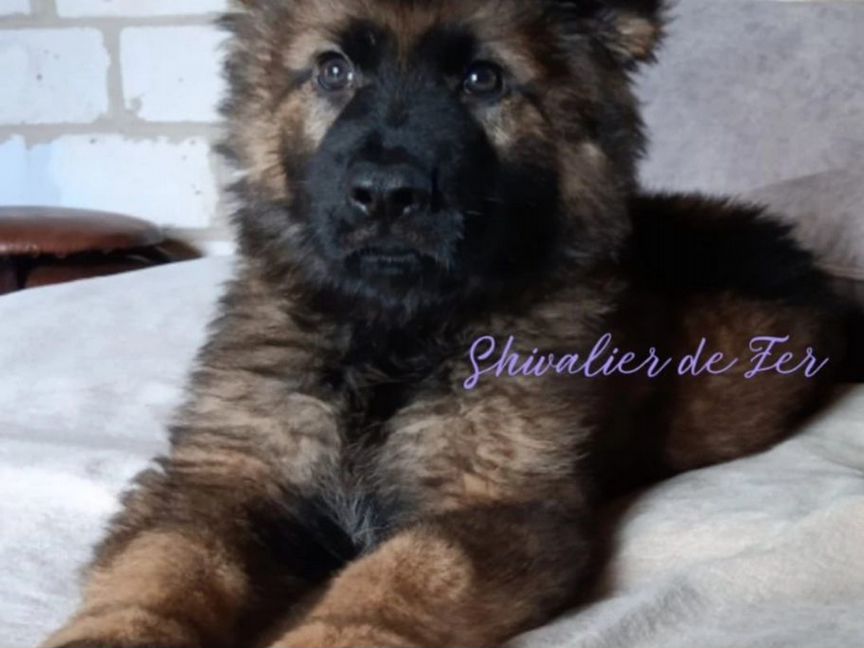 Щенки немецкой овчарки