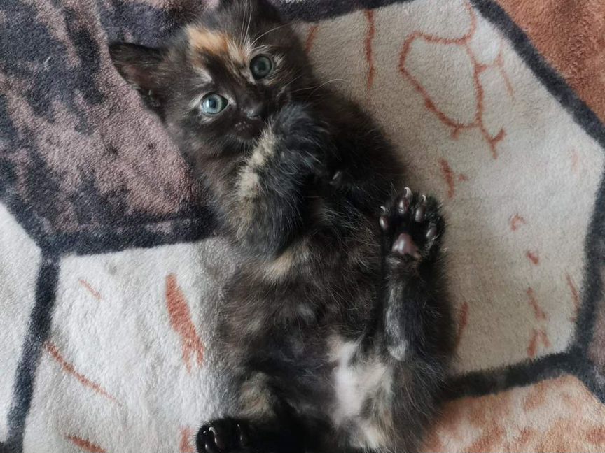 Котёнок от британской кошки