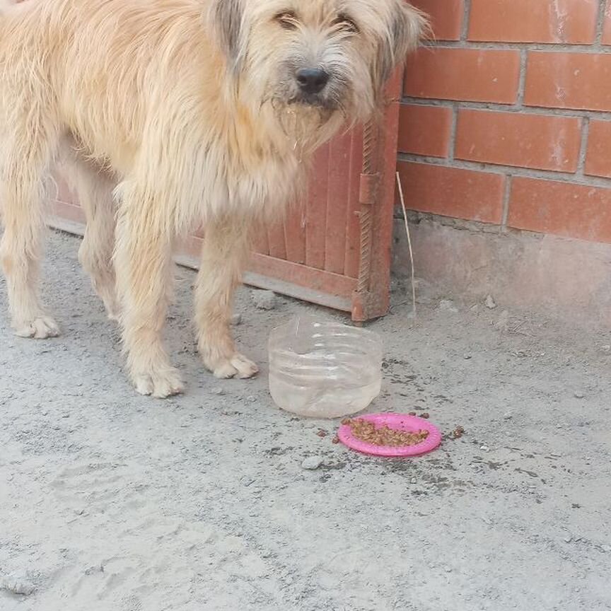 Мишаня собака