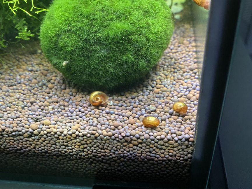 Улитка покемон