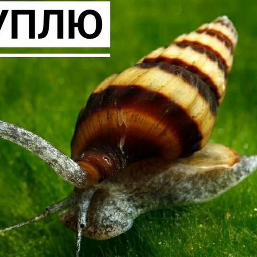 Улитка хелена