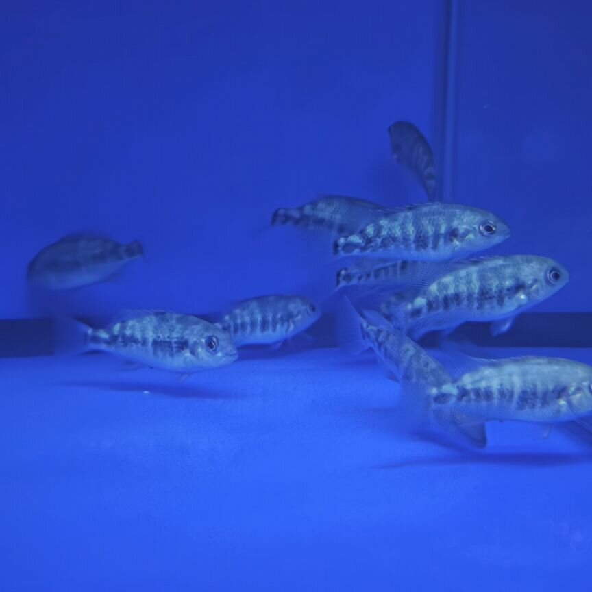 Томоцихла Туба