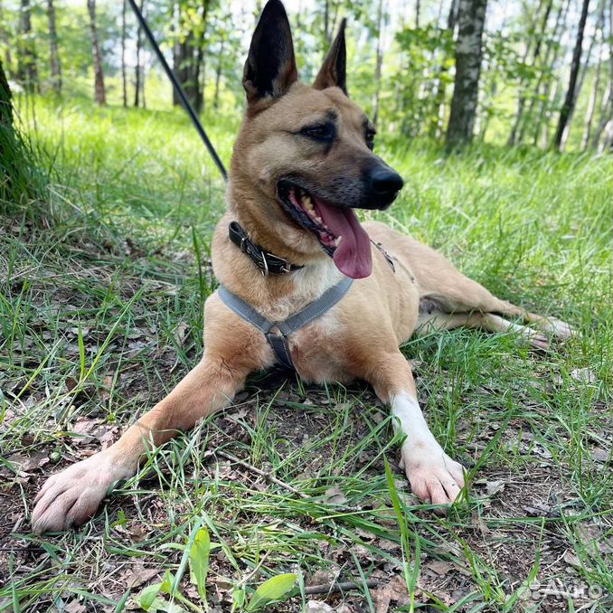 Умная красивая собаня ищет дом