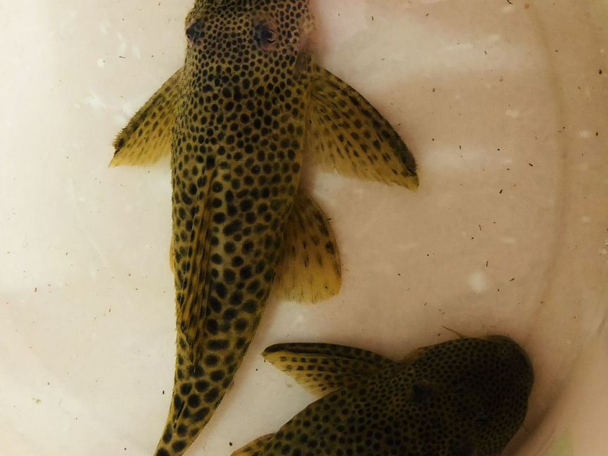 Пара пеколтий сабаджи l 075