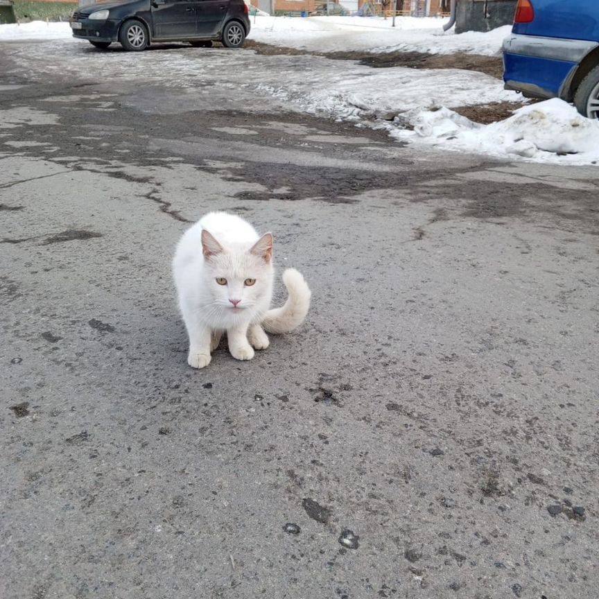 Кошечке нужен дом