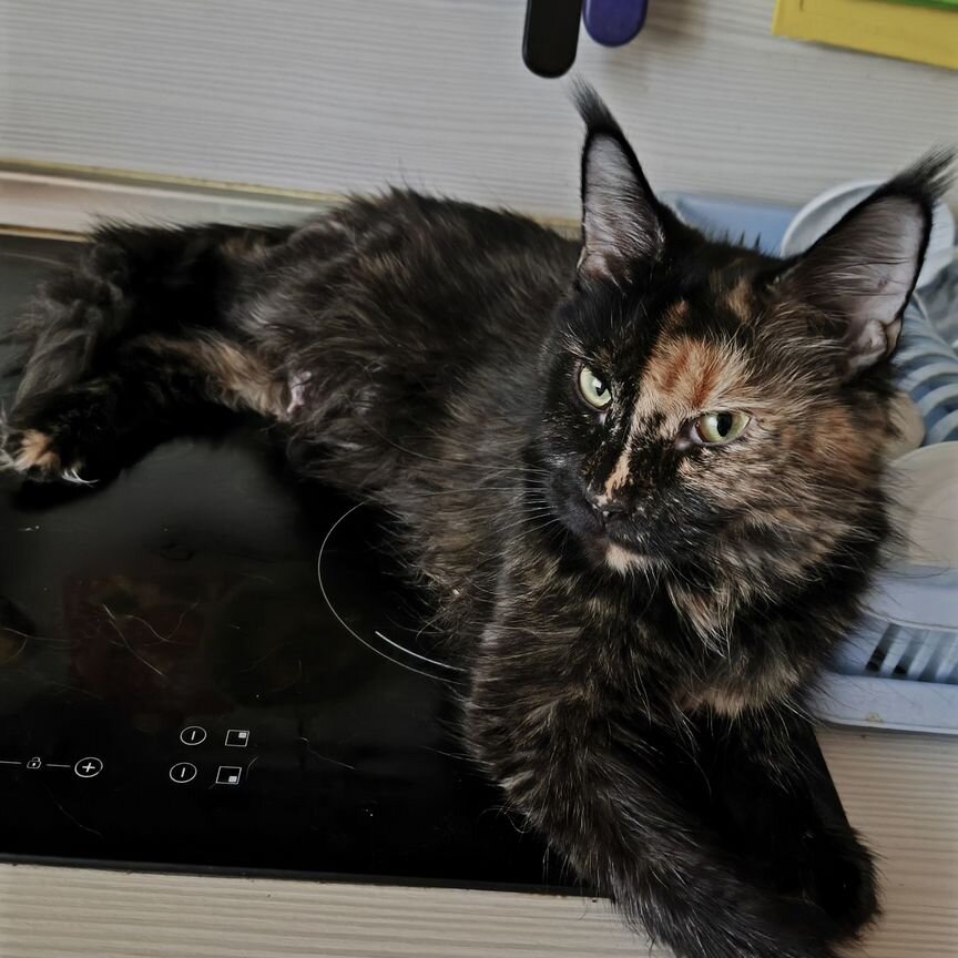 Котята Мейкун