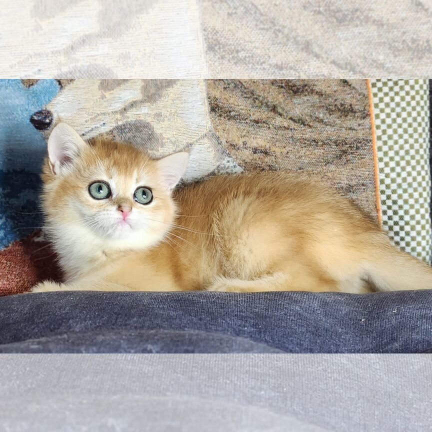 Британская золотая шиншилла