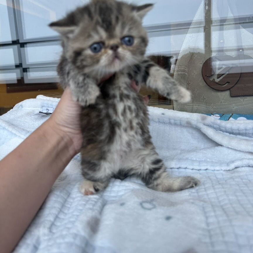 Котята экзоты