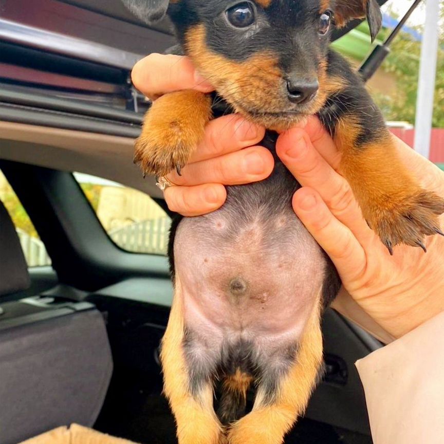 Щеночки в добрые руки бесплатно