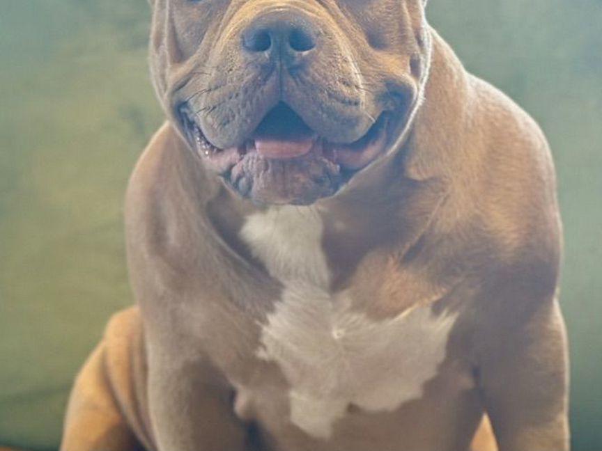 Американский булли