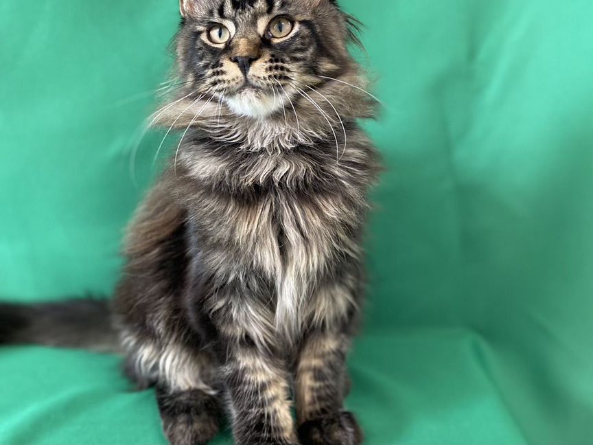 Мейн-кун Лексус