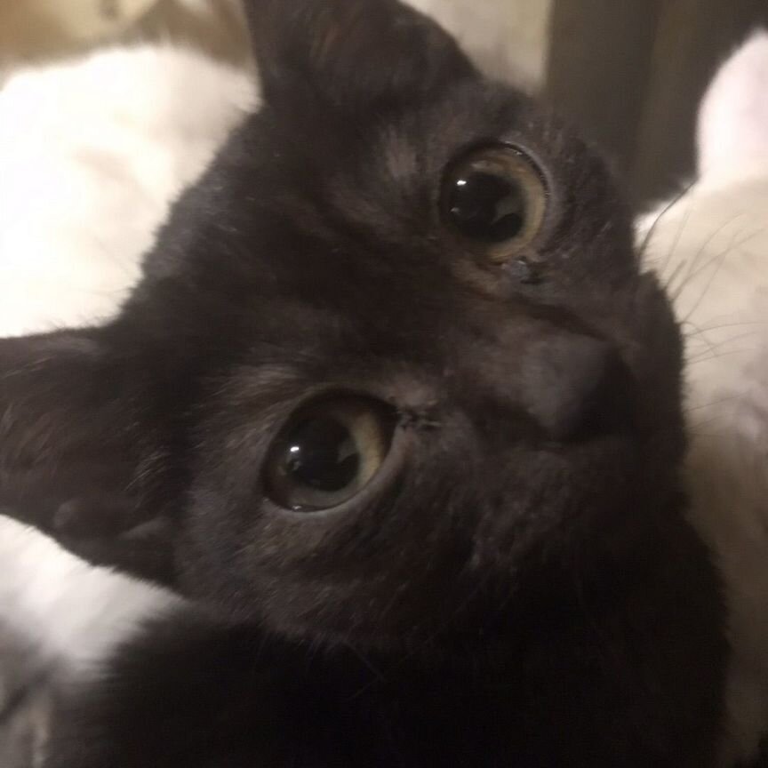 Отдам кошечку