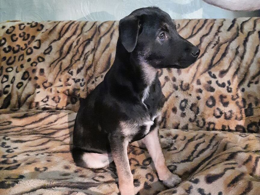 Щенок в добрые руки