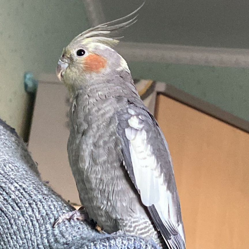 Попугай корелла ручной