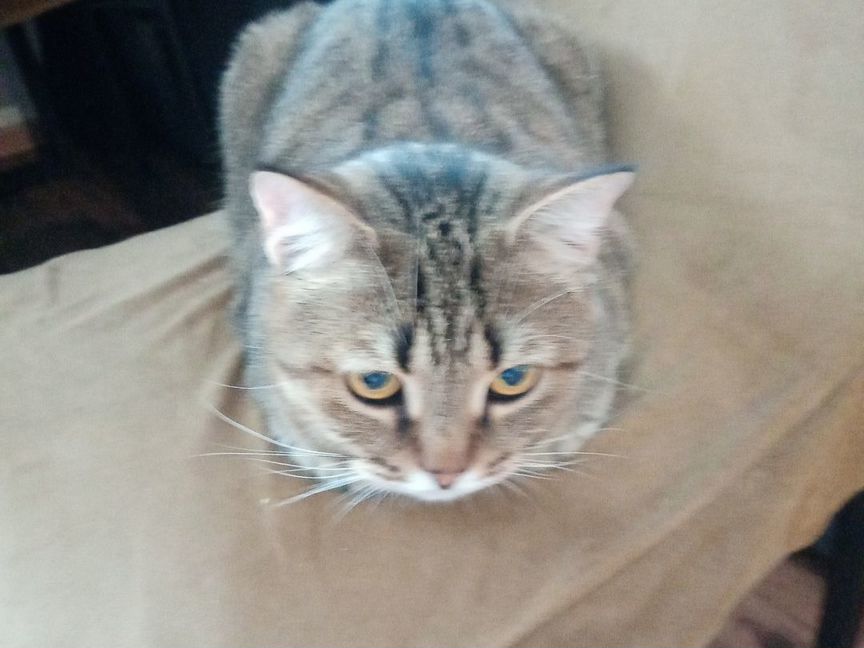 Отдам в добрые руки