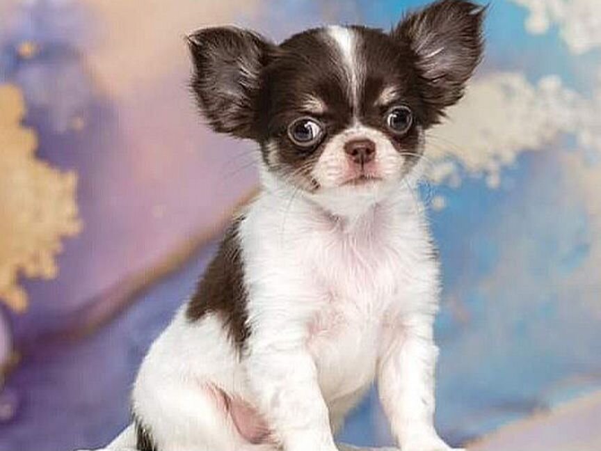 Чихуахуа мини красавчик