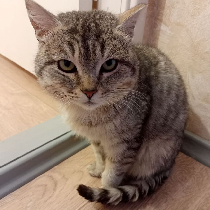 Кот Марсик