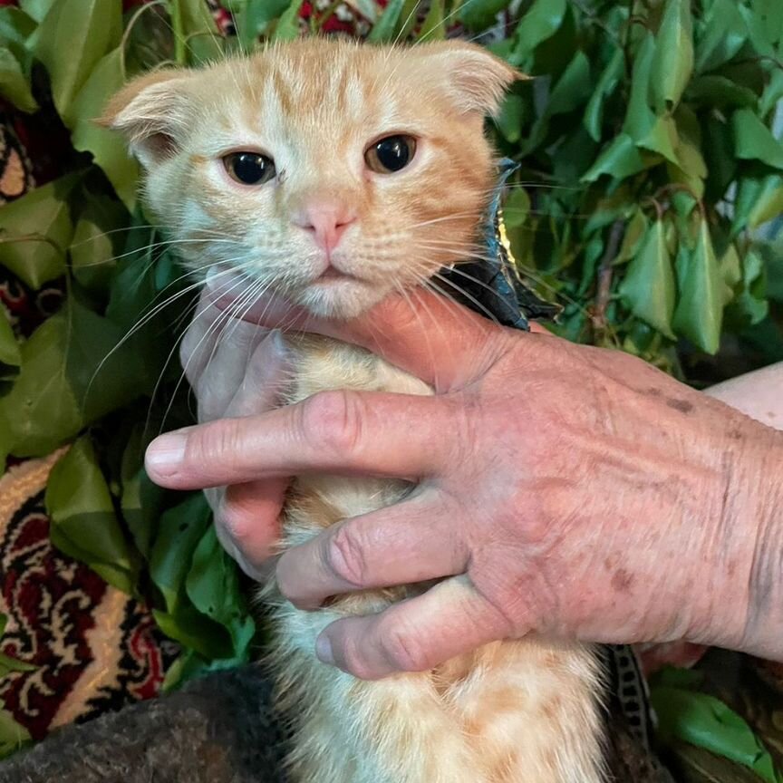 Вислоухий котик Жека 2 месяца