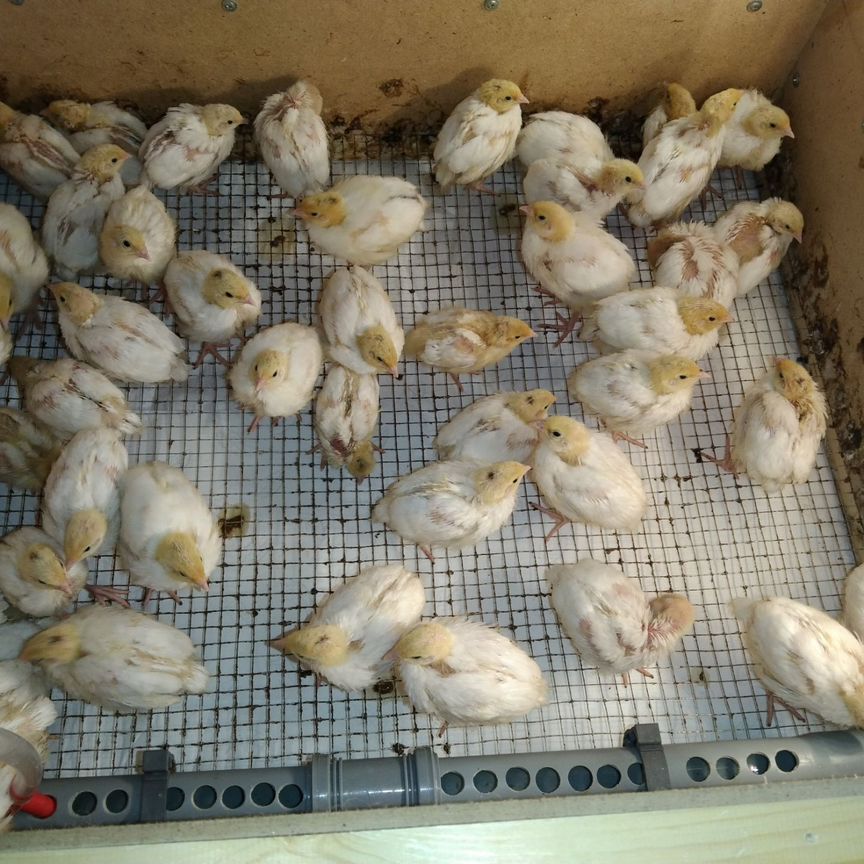 Перепела, недельные,месяц