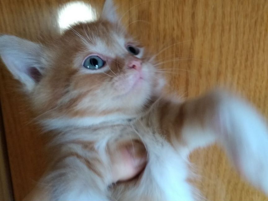 Котенок рыжий мальчик 1.5 мес
