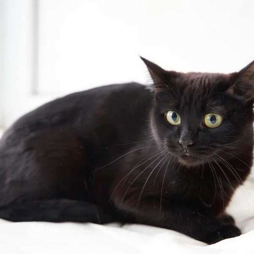 Черная пантера