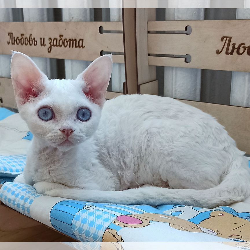 Девон-рекс котёнок