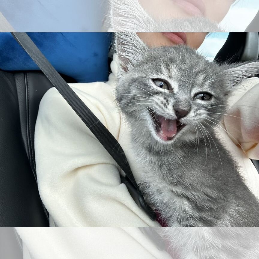 Котенок девочка 2 месяца бесплатно
