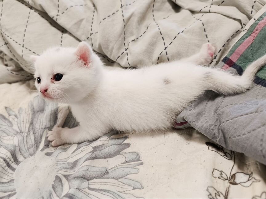 Котёнок бесплатно в хорошие руки