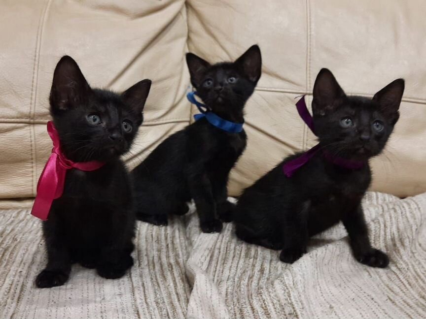 Ориентальная кошка