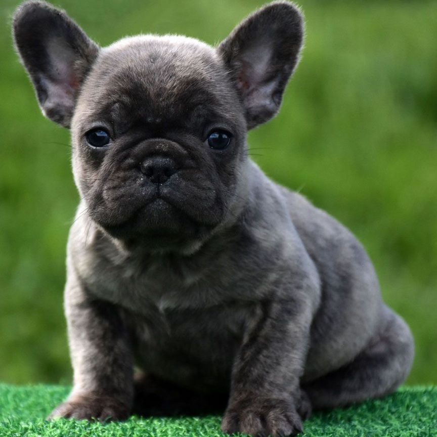 Французский бульдог, щенок