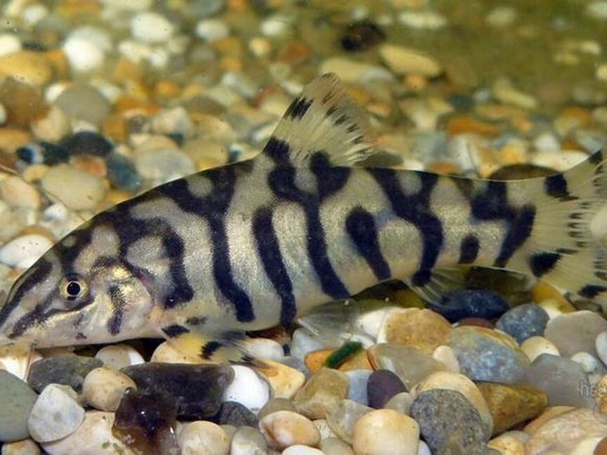 Рыбки в дар