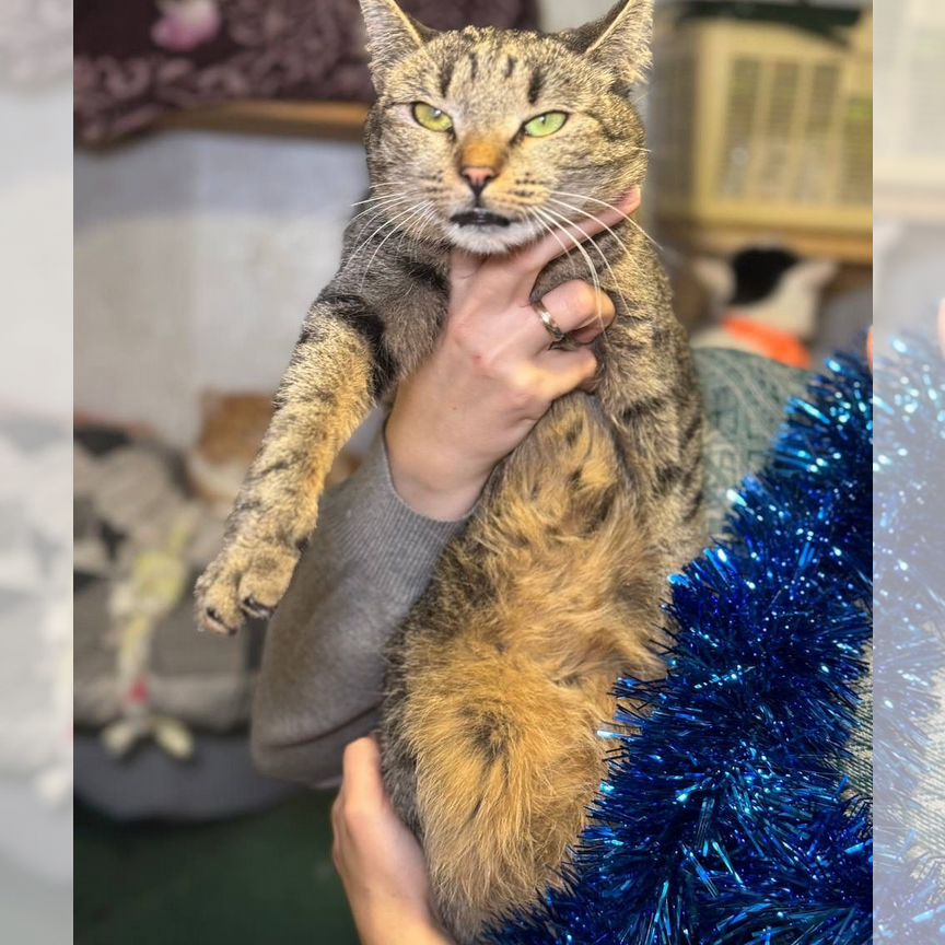 Взрослая, Девочка кошка в добрые руки